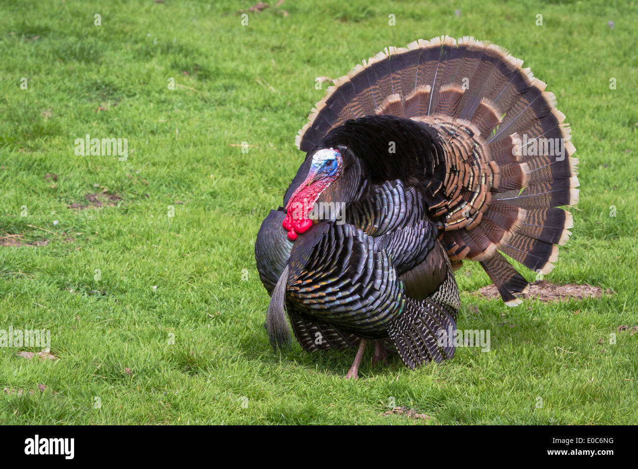 Male turkey showing his feathers hi-res stock photography and images ...