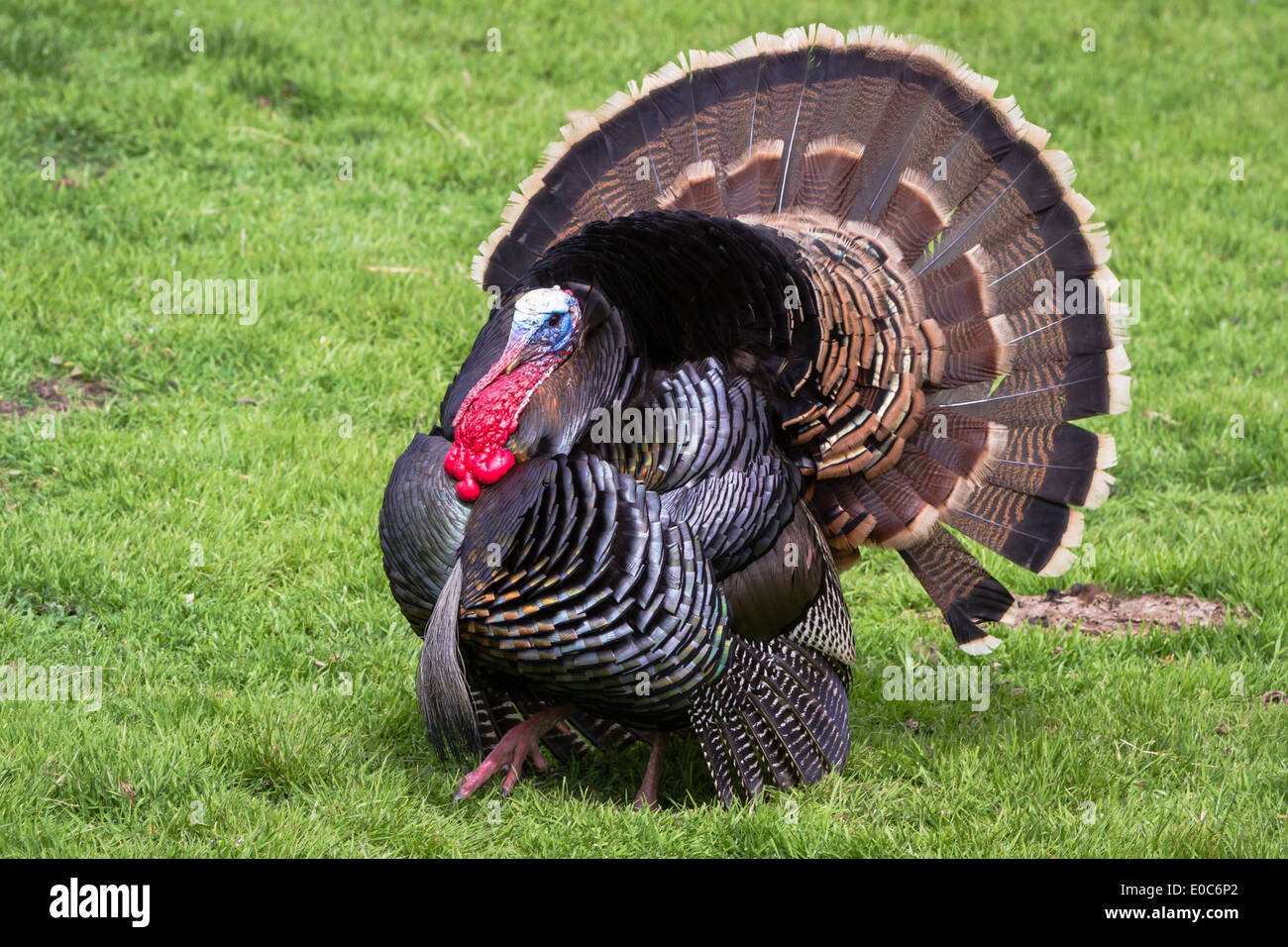 Adult Tom Turkey High Resolution Stock Photography and Images - Alamy