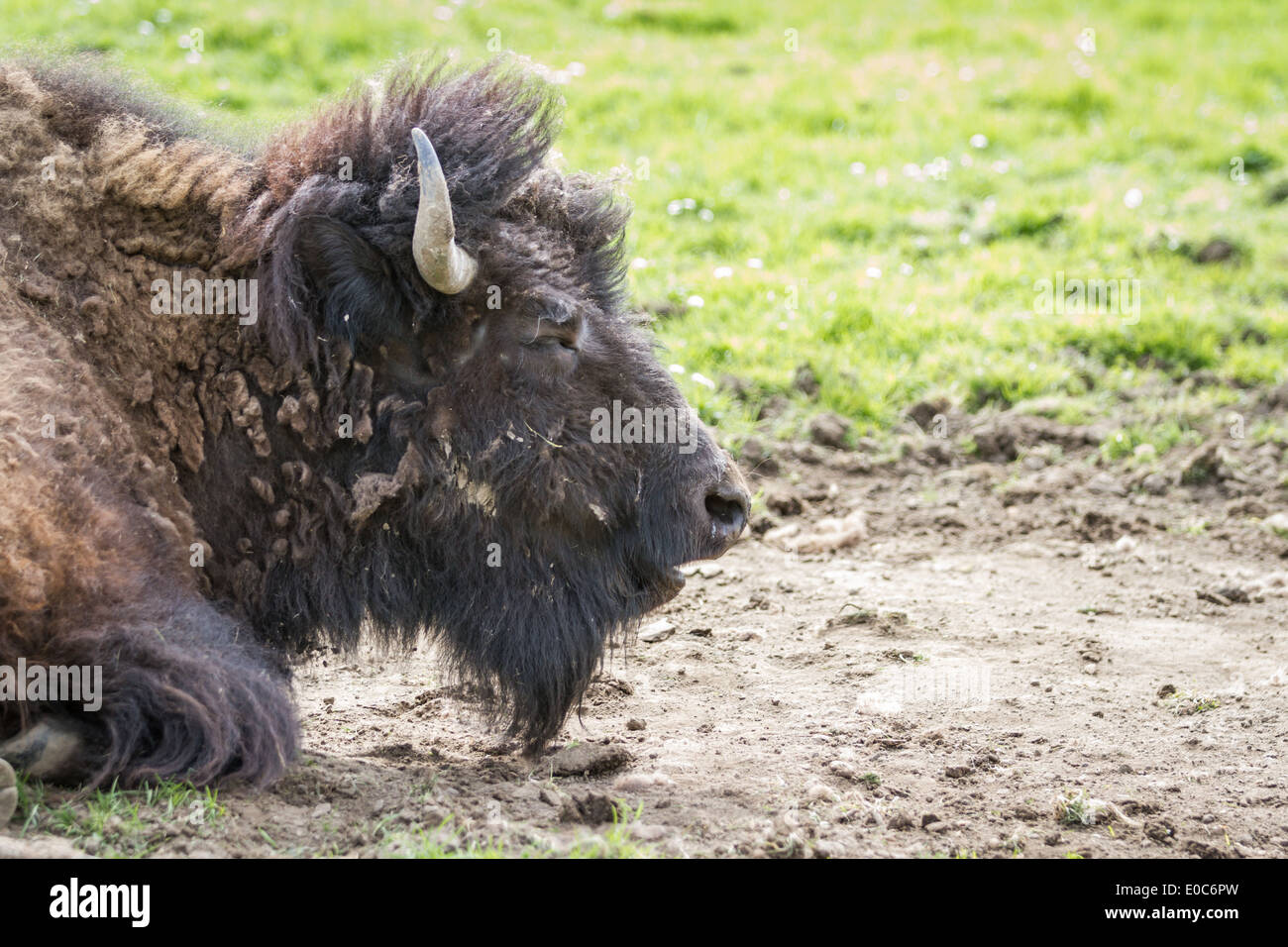 American bison bison bison mud High Resolution Stock Photography and ...