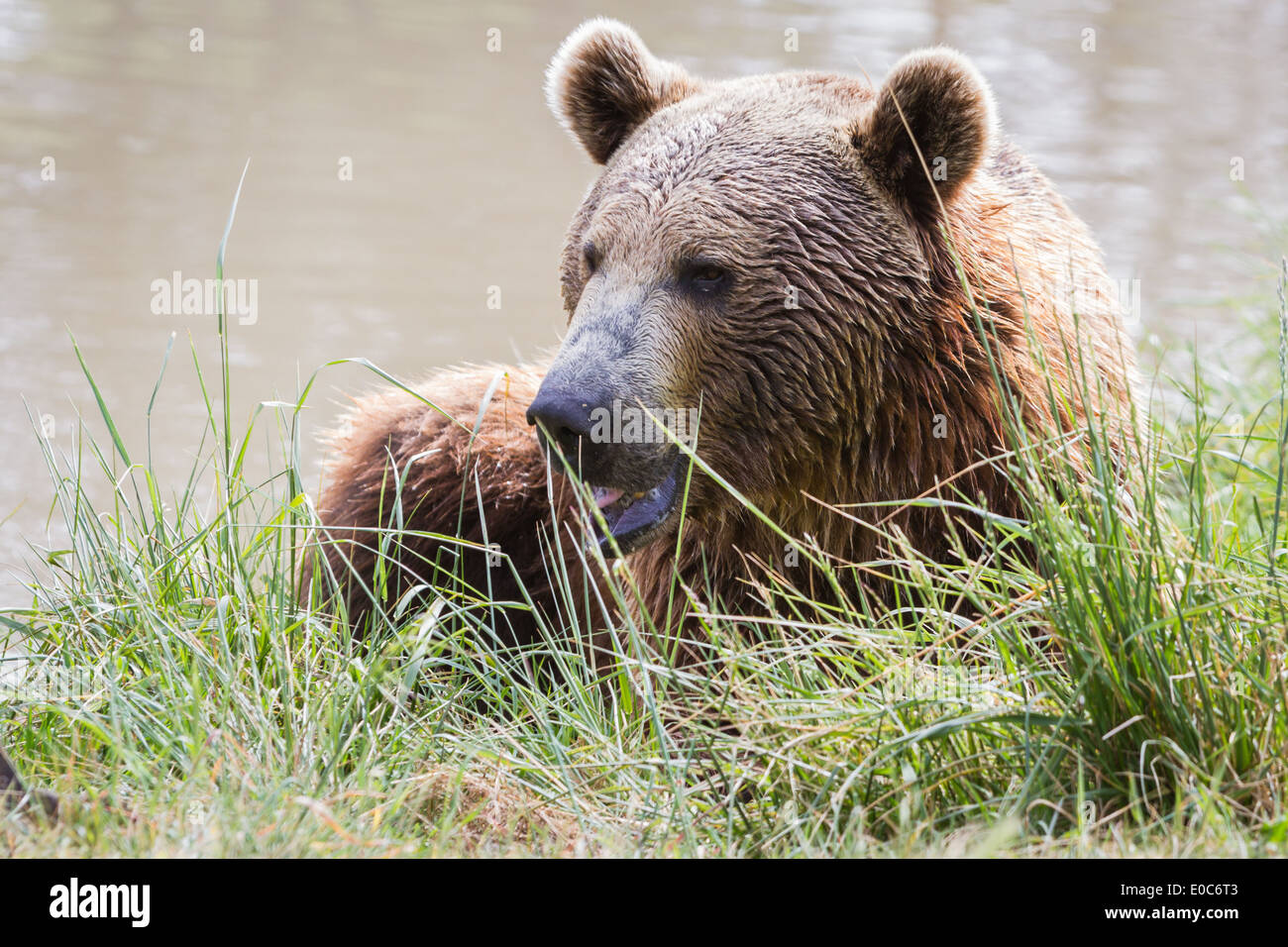 adult male brown bear early spring with green grass and muddy water ...