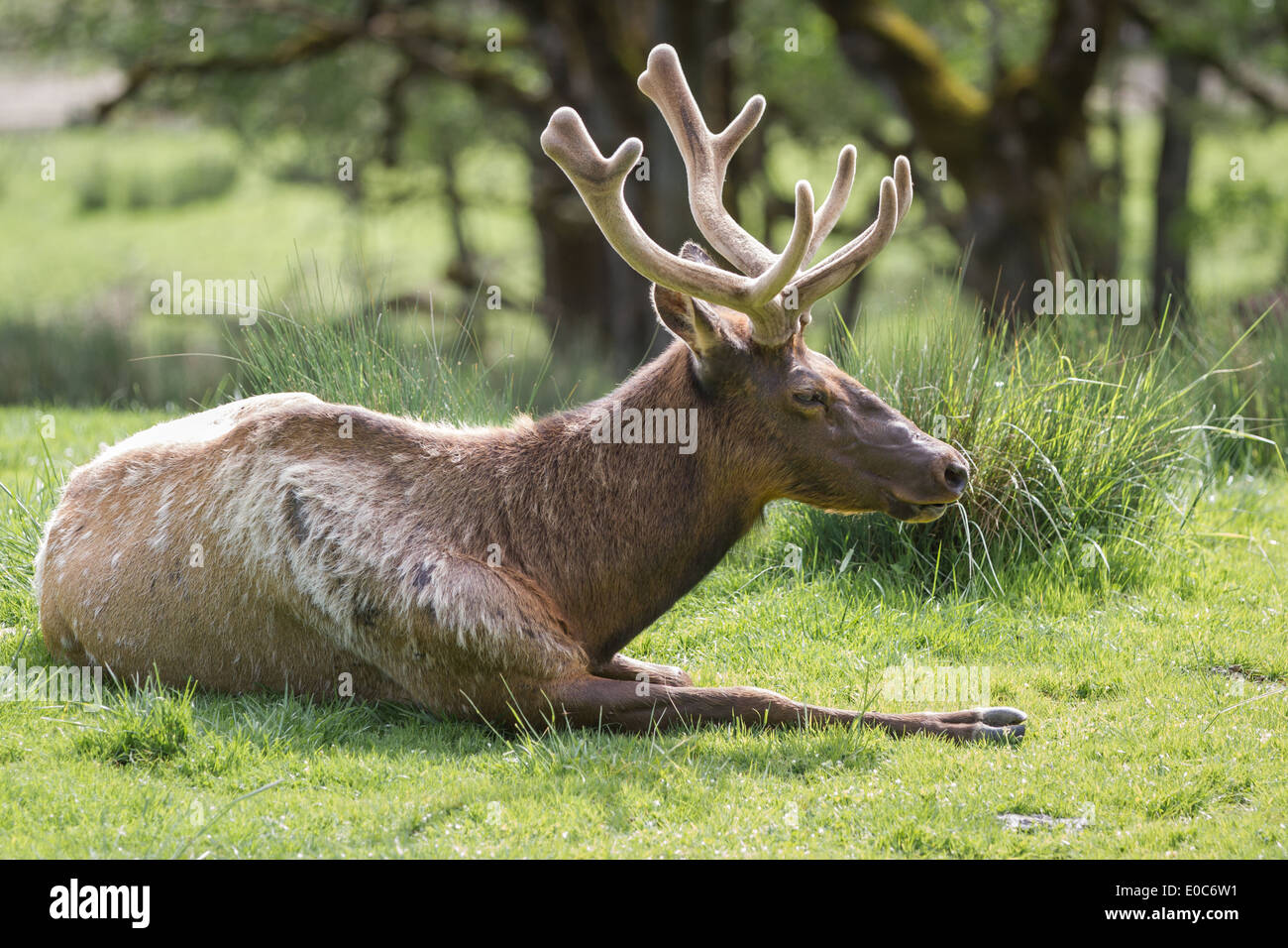 Bull elk laying down hi-res stock photography and images - Alamy