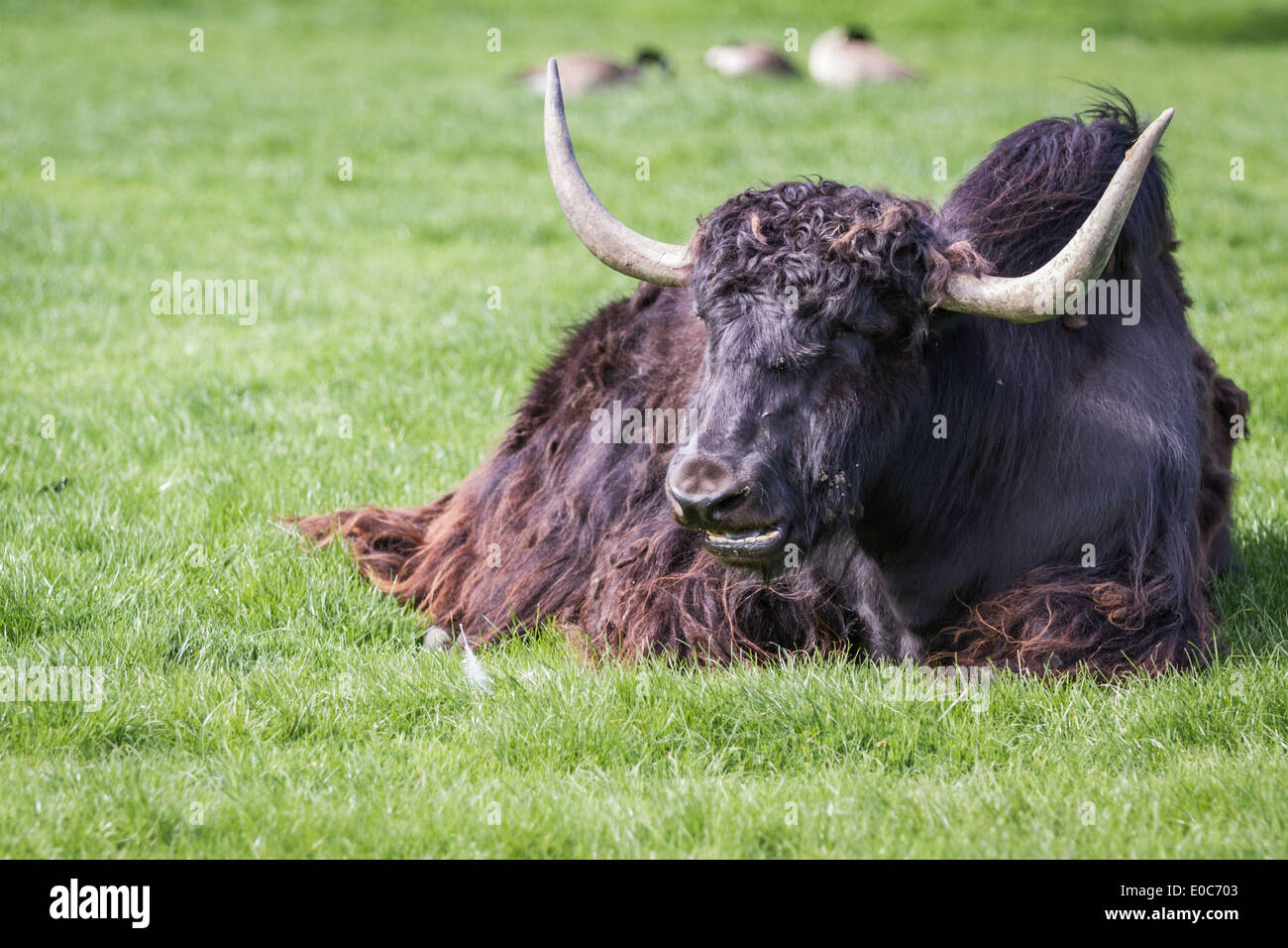 Yak bos mutus on hi-res stock photography and images - Alamy