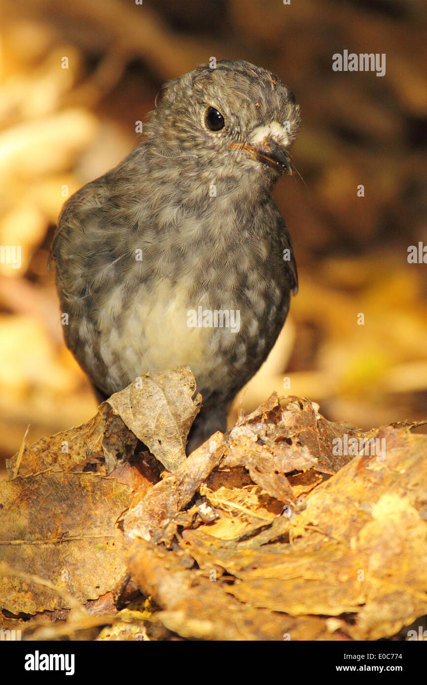 A tall portrait of a New Zealand Robin Stock Photo - Alamy