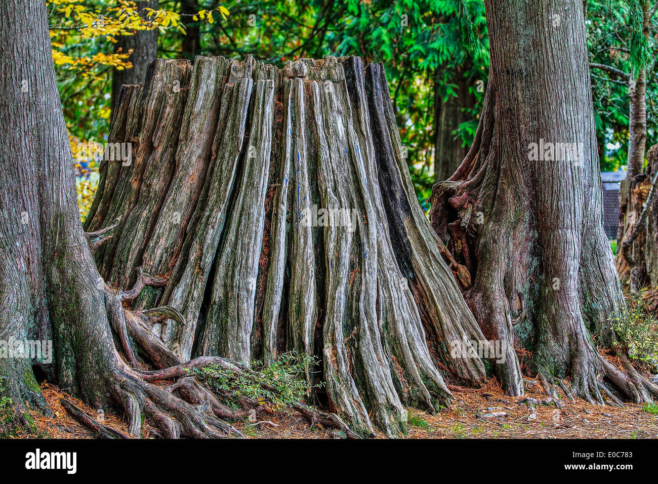 Red cedar stump hi-res stock photography and images - Alamy