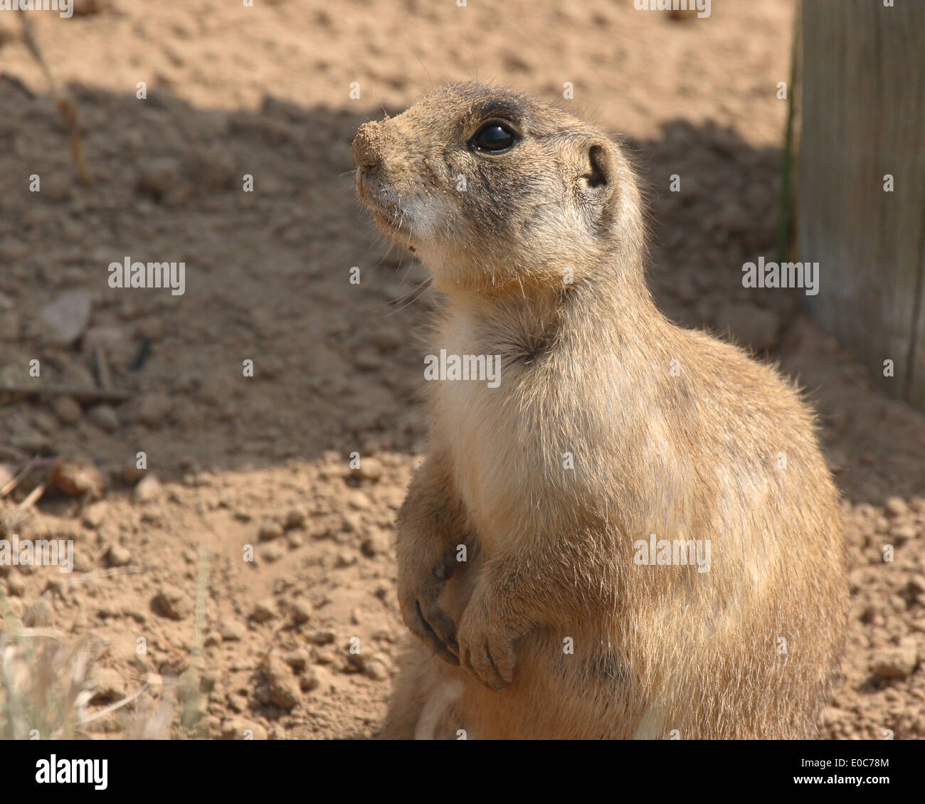 Prairie dog digging hi-res stock photography and images - Alamy