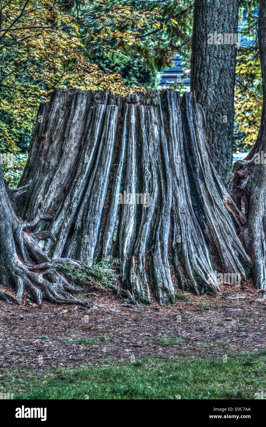 The beautiful red wood of the western red cedar tree hi-res stock ...