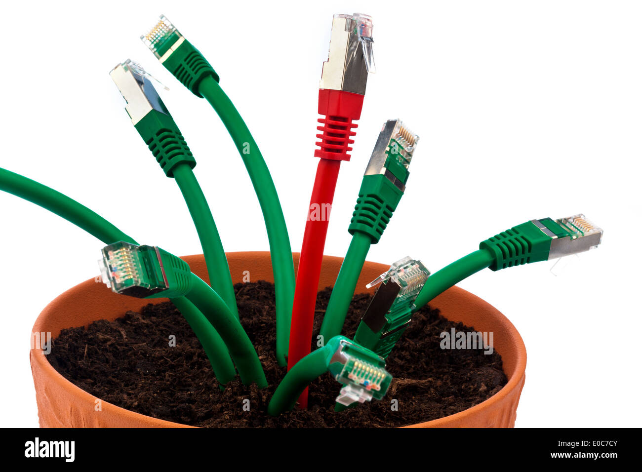 Different network cables in a flowerpot. Symbolically for broadband and ...
