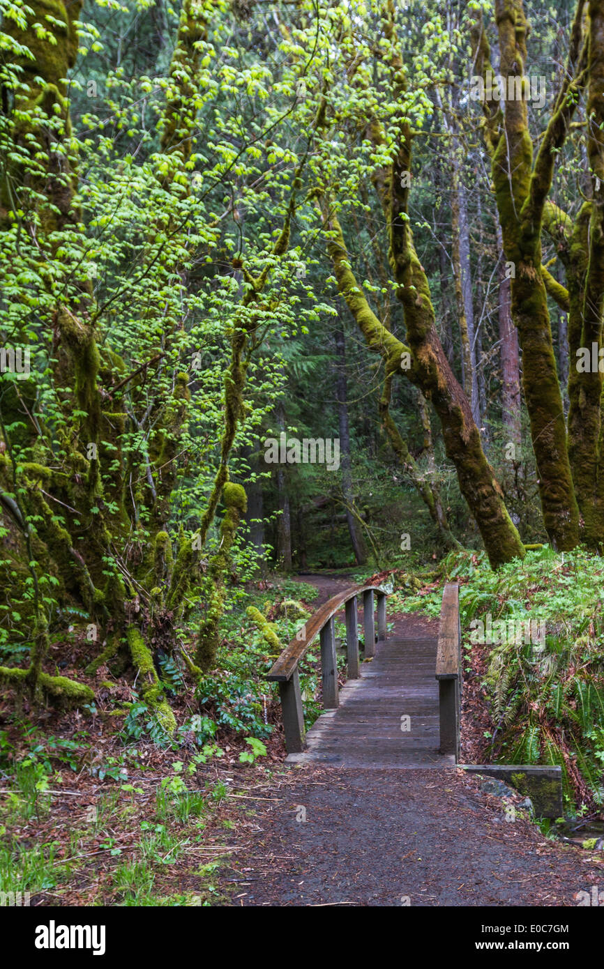 hiking path in a wooded area with vivid greens in spring in oregon ...