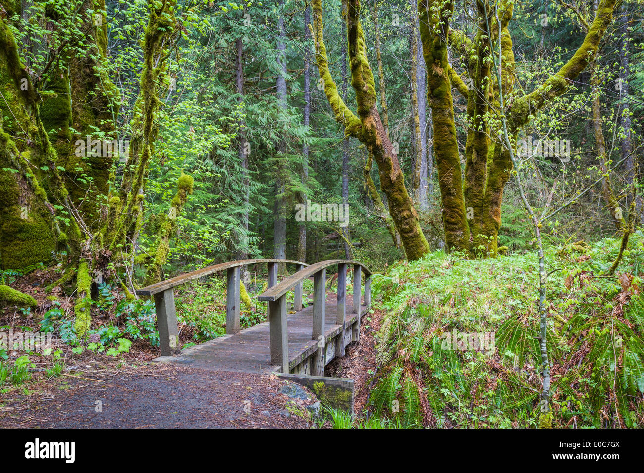 hiking path in a wooded area with vivid greens in spring in oregon ...