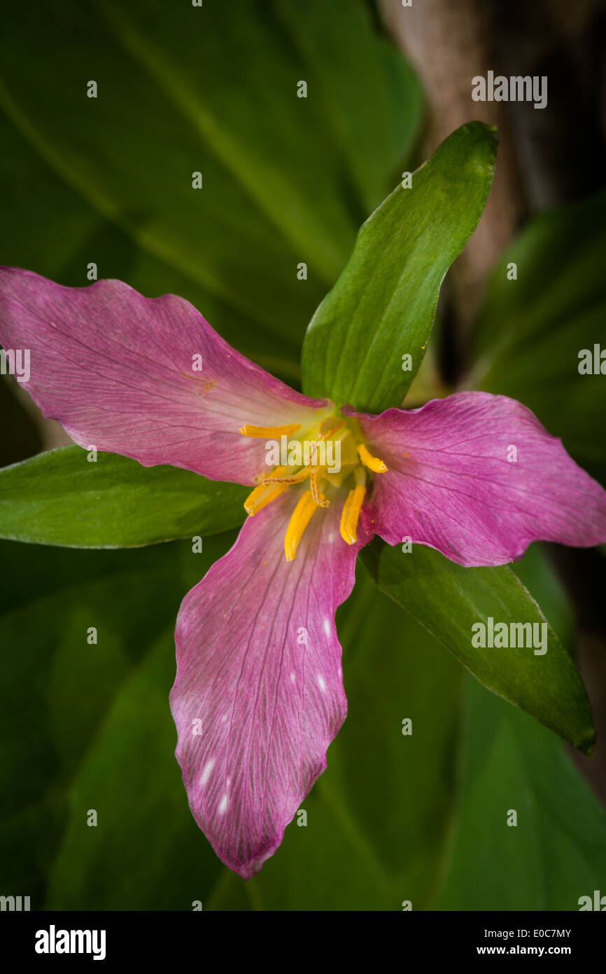 Wild oregon trillium hi-res stock photography and images - Alamy