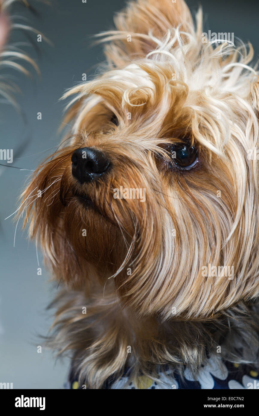 Female yorkie hi-res stock photography and images - Alamy