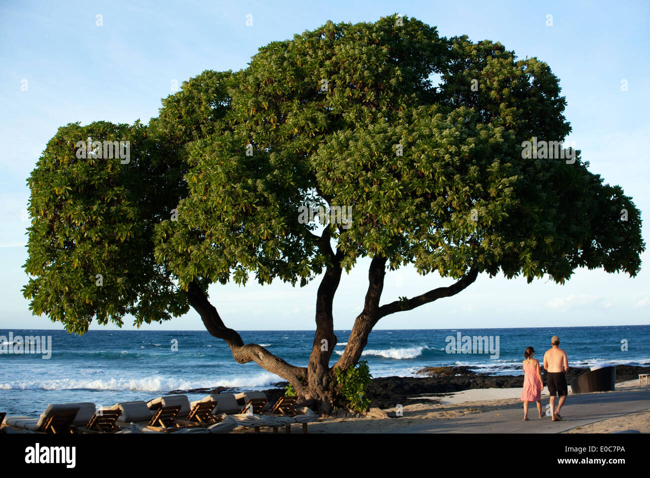 A couple walks by an ancient tree in Kona, Hawaii Stock Photo - Alamy