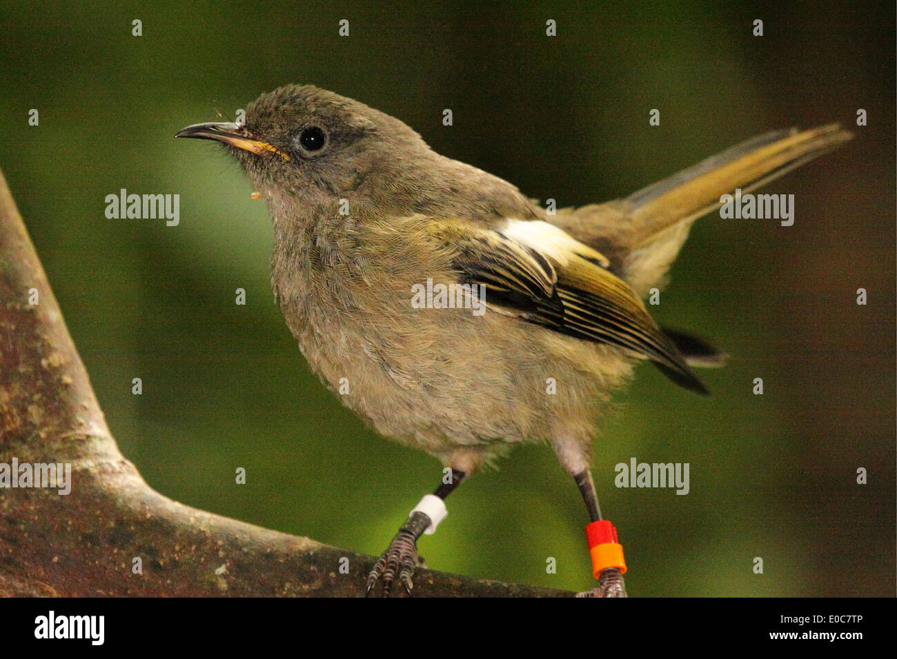 Hihi bird hi-res stock photography and images - Alamy