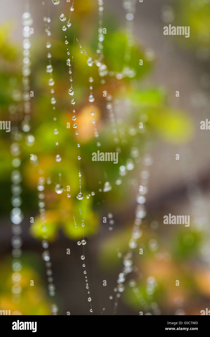 Spider web spray hi-res stock photography and images - Alamy