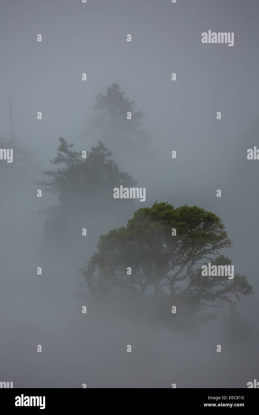 Trees in Fog Stock Photo - Alamy
