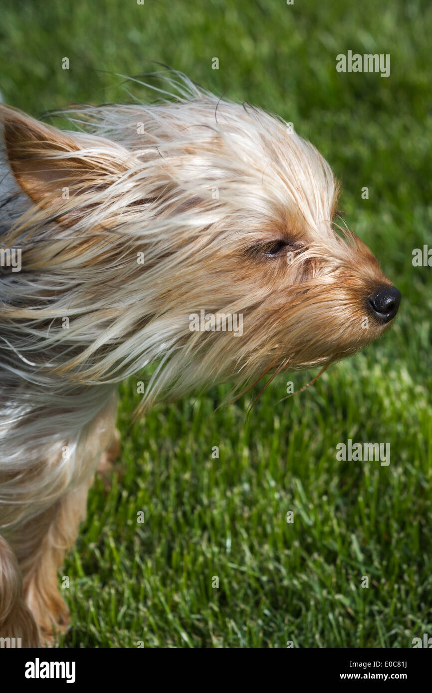 small young Yorkshire terrier puppy with long hair blowing in the wind ...
