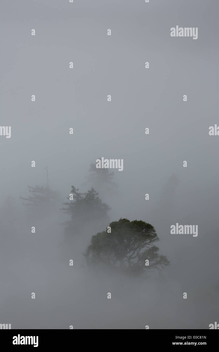 Trees in Fog Stock Photo - Alamy