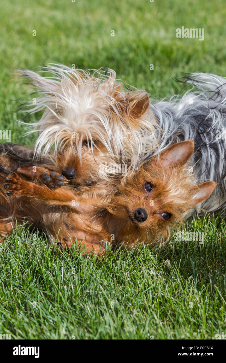 two small young puppies paying outside on green spring grass Stock ...