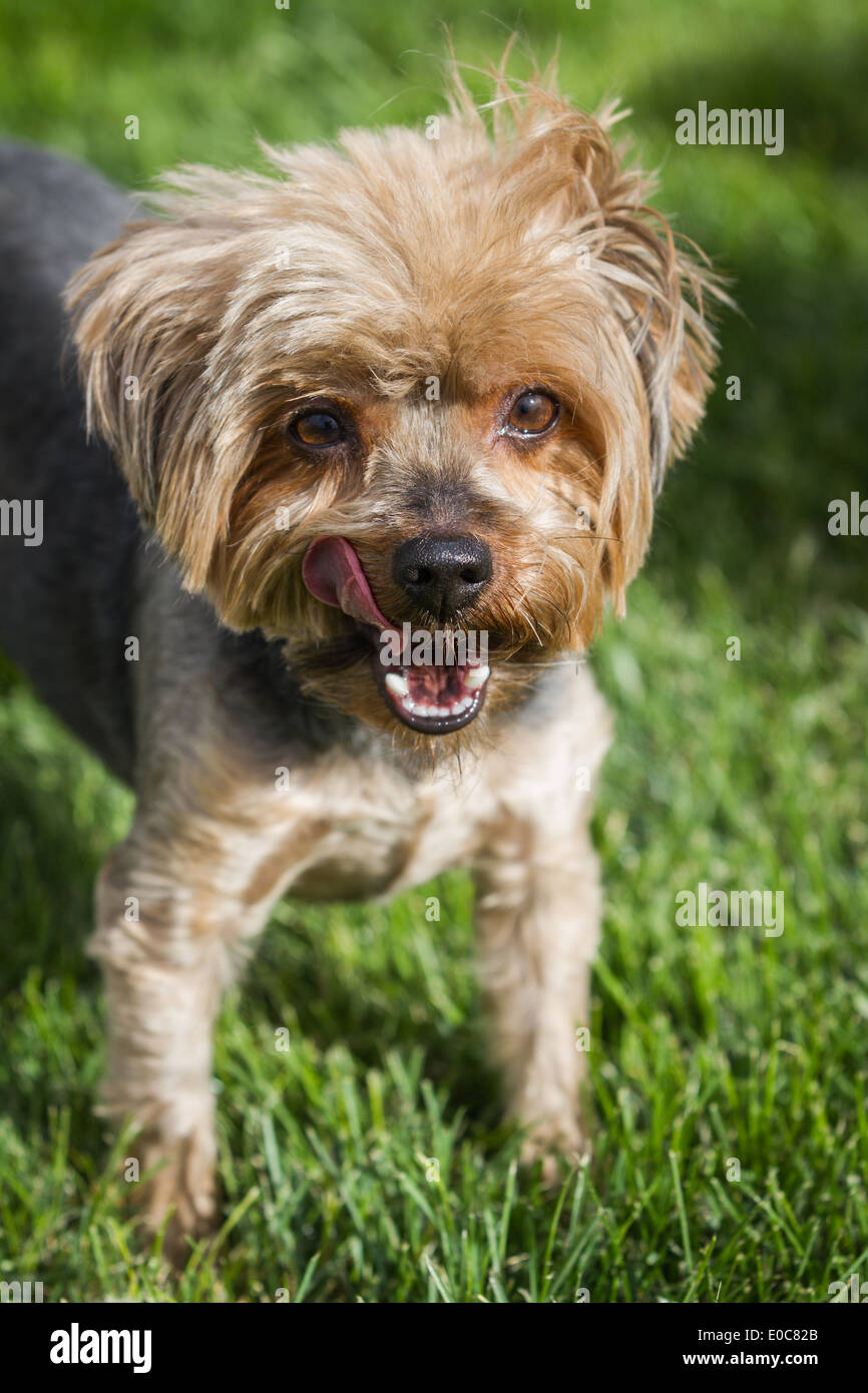 Dog allergies eye hi-res stock photography and images - Alamy