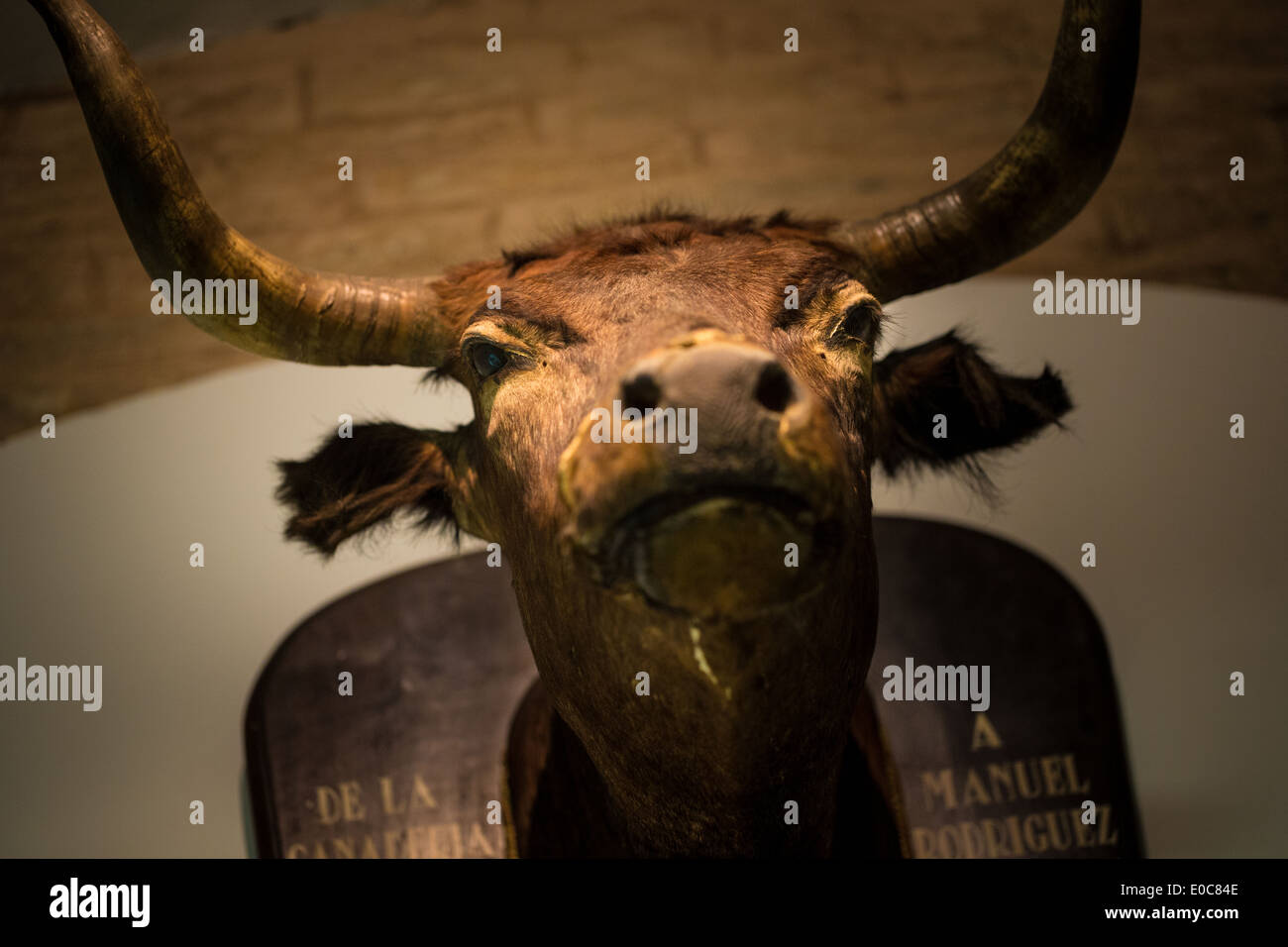 Mounted Bull Head - Seville, Spain Stock Photo - Alamy