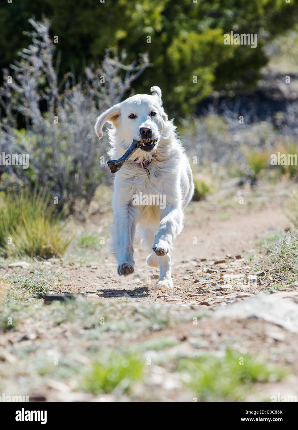 Dog carrying a bone hi-res stock photography and images - Alamy