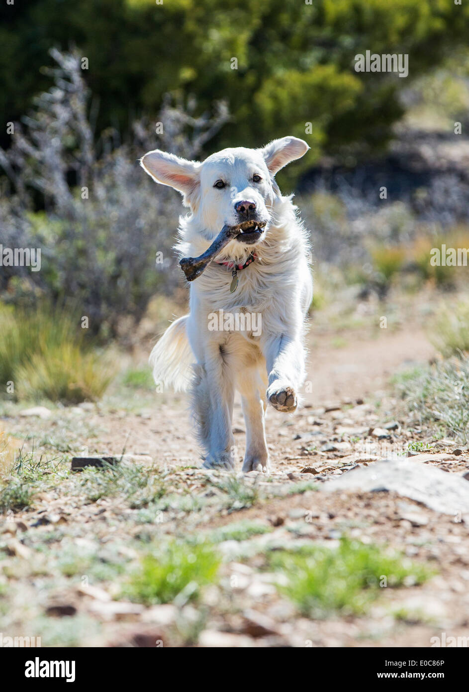 Dog running bone hi-res stock photography and images - Alamy