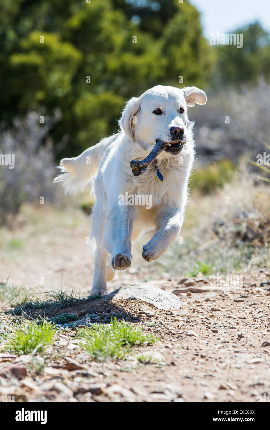 Dog bone hi-res stock photography and images - Alamy