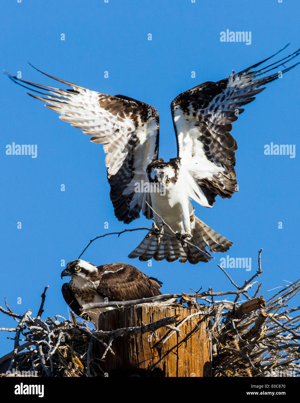 Osprey on nest, Pandion haliaetus, sea hawk, fish eagle, river hawk ...