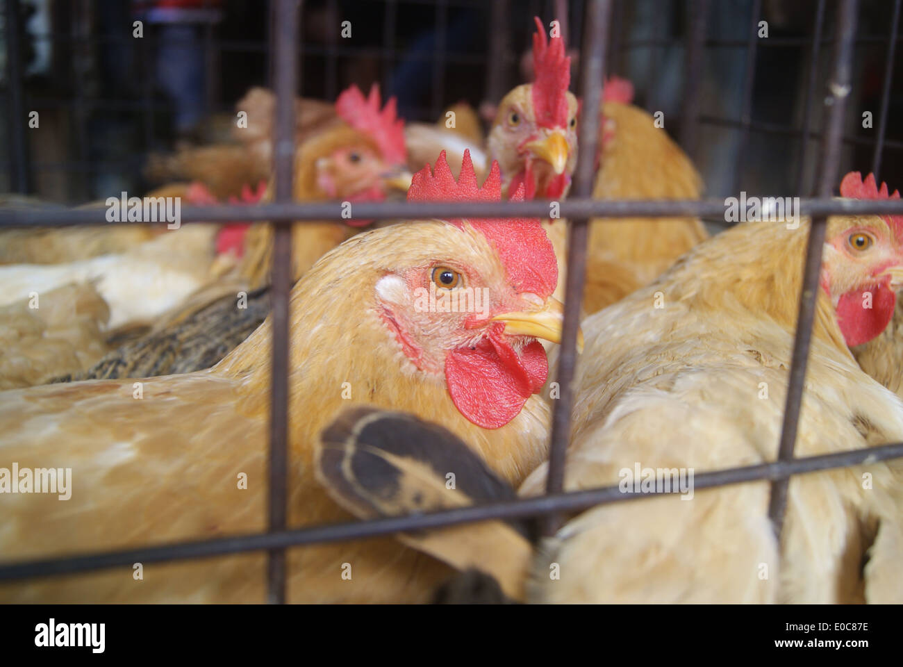 Broiler chickens hi-res stock photography and images - Alamy