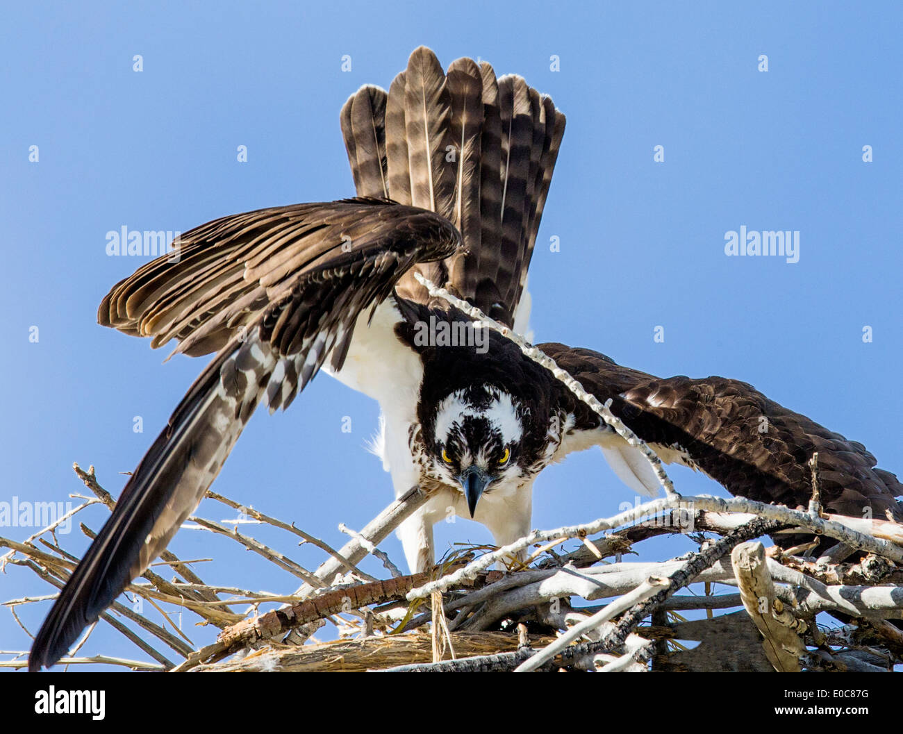 Osprey on nest, Pandion haliaetus, sea hawk, fish eagle, river hawk ...