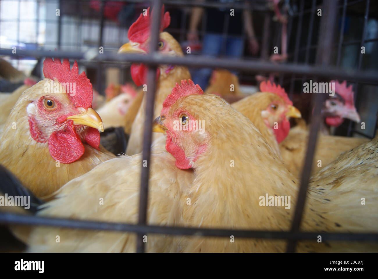 Broiler chickens hi-res stock photography and images - Alamy
