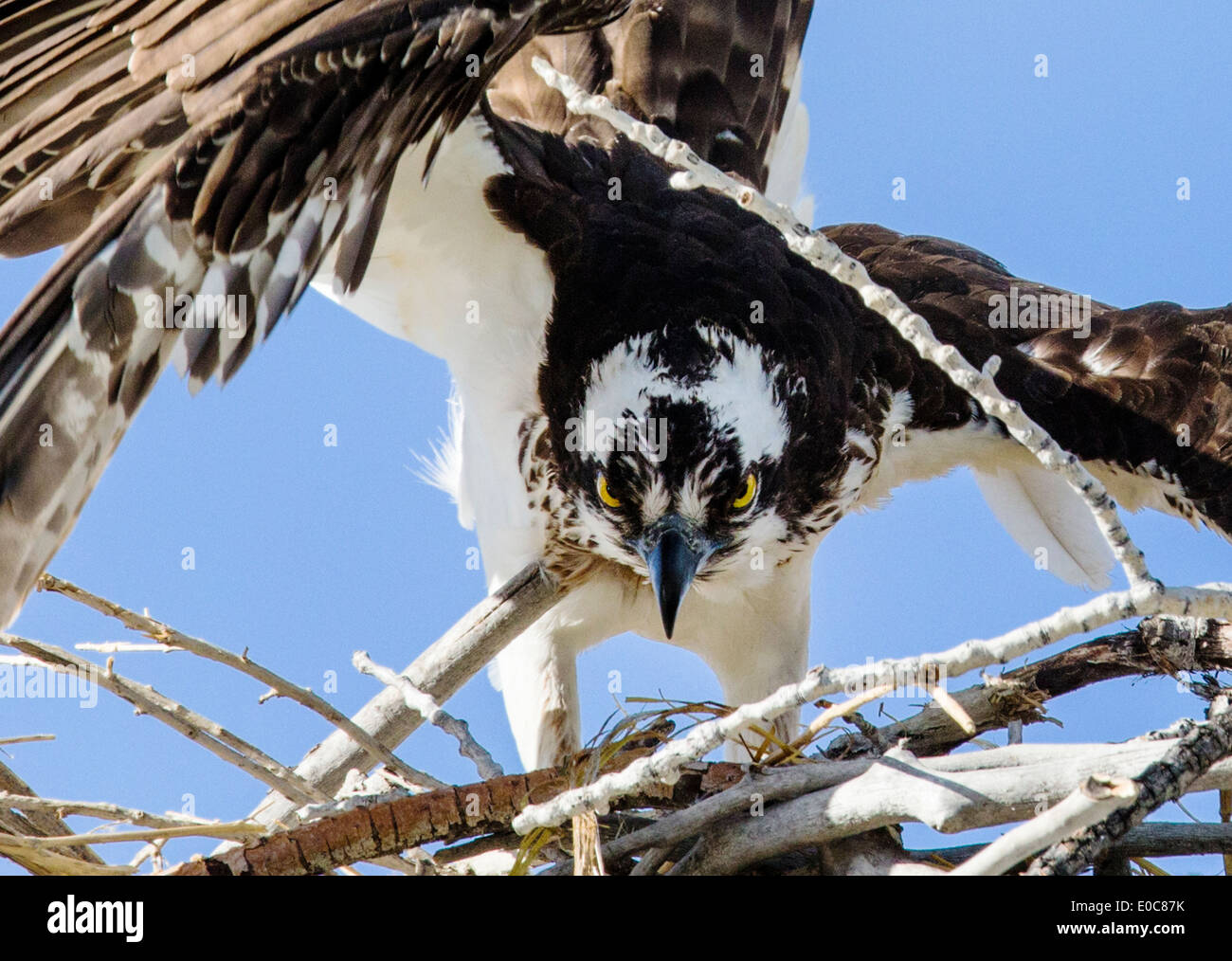 Osprey on nest, Pandion haliaetus, sea hawk, fish eagle, river hawk ...
