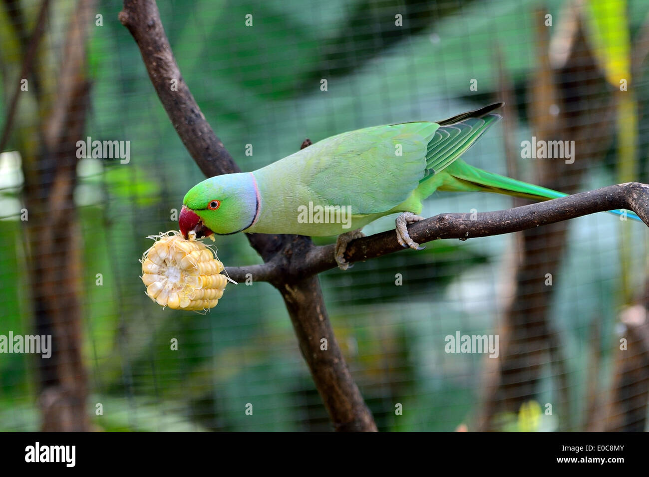 Ring necked parakeet hi-res stock photography and images - Alamy