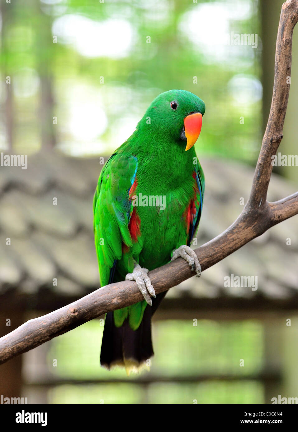 Parrot elegance hi-res stock photography and images - Alamy