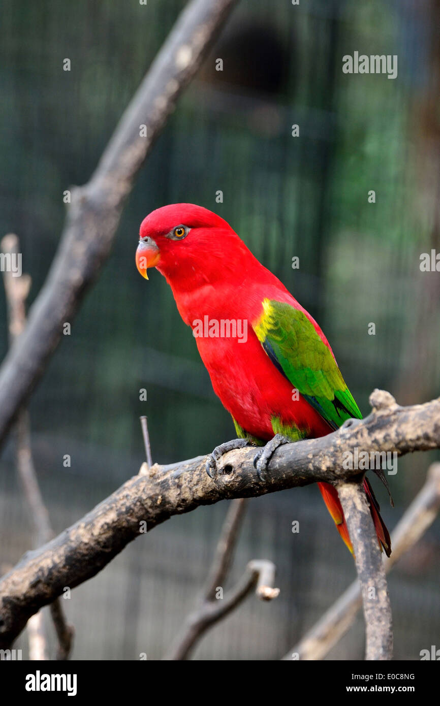 Beautiful lory hi-res stock photography and images - Alamy