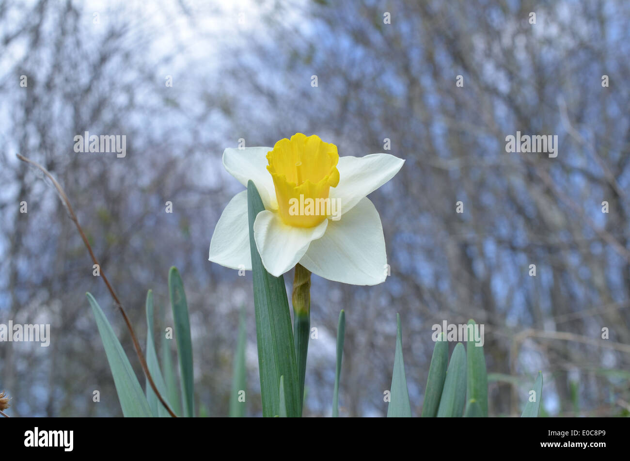 Daffodil woods hi-res stock photography and images - Alamy