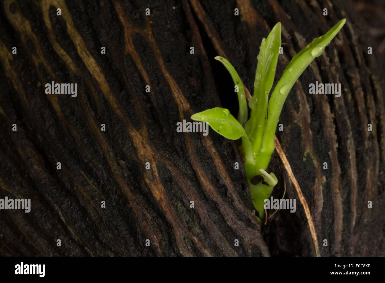 Seedling from seed hi-res stock photography and images - Alamy
