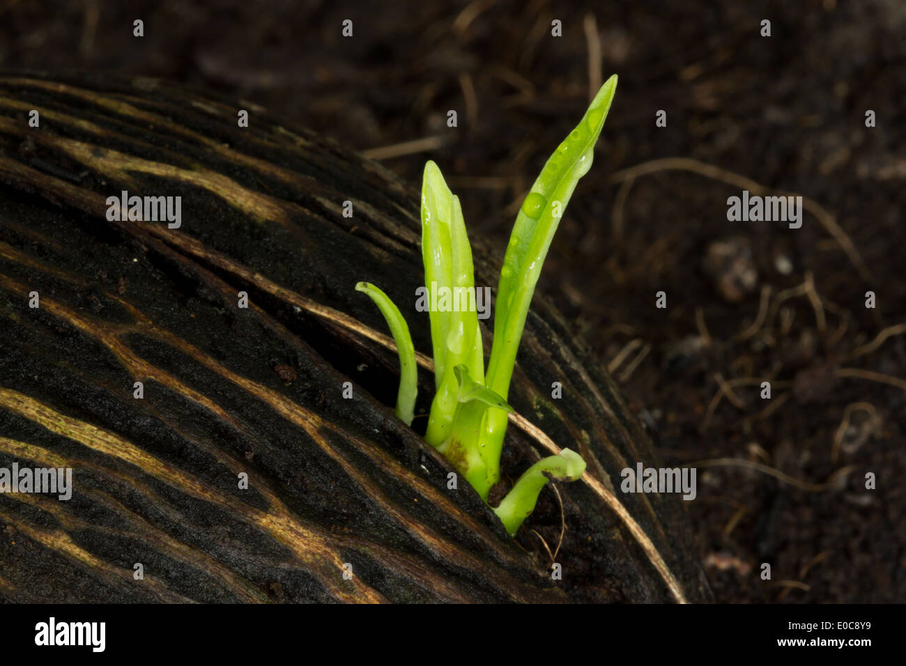 young plant growing from seed Stock Photo - Alamy