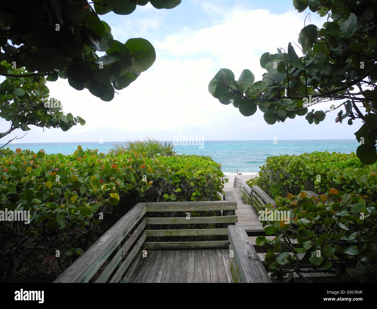 A Path to the Beach This path leads to a Florida beach Stock Photo - Alamy