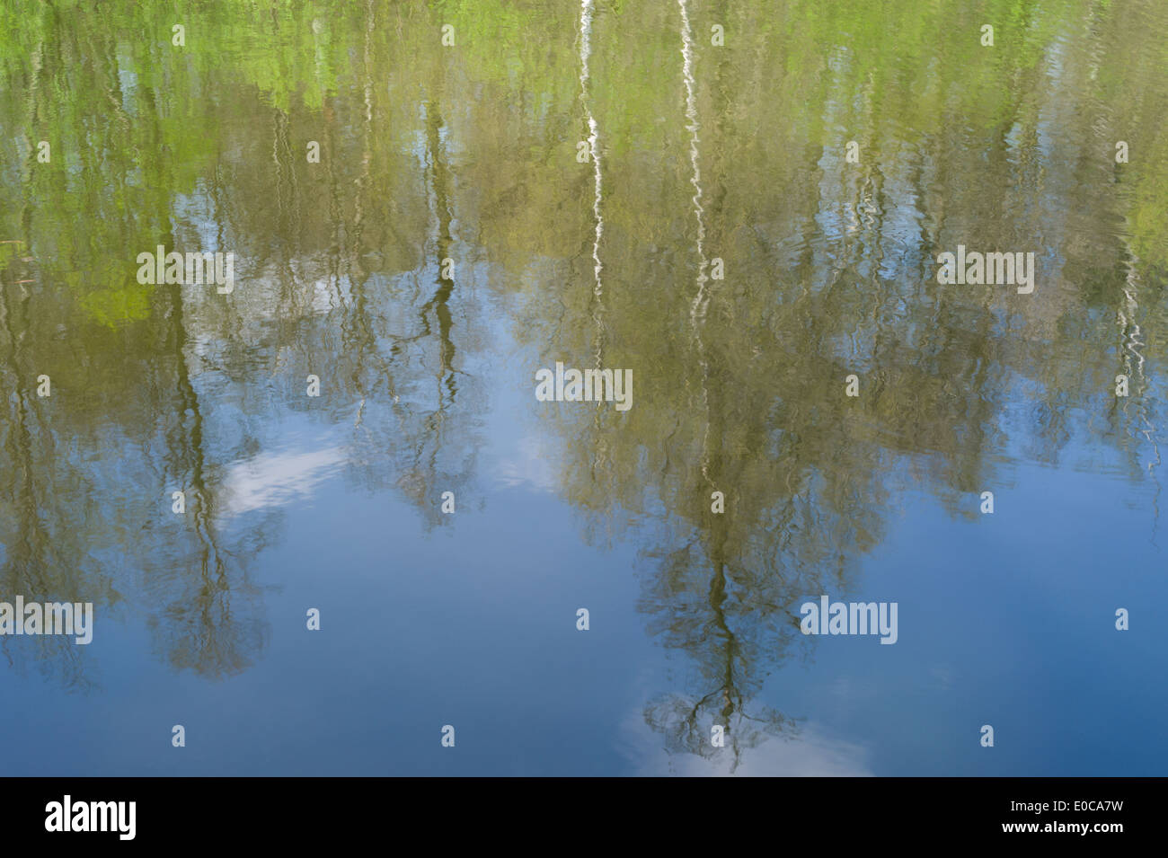 Reflection forest hi-res stock photography and images - Alamy