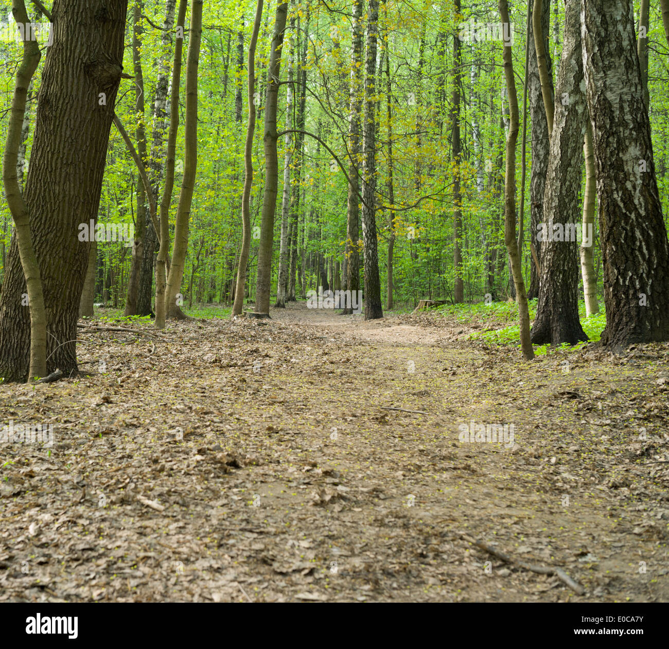 Path in green forest Stock Photo - Alamy