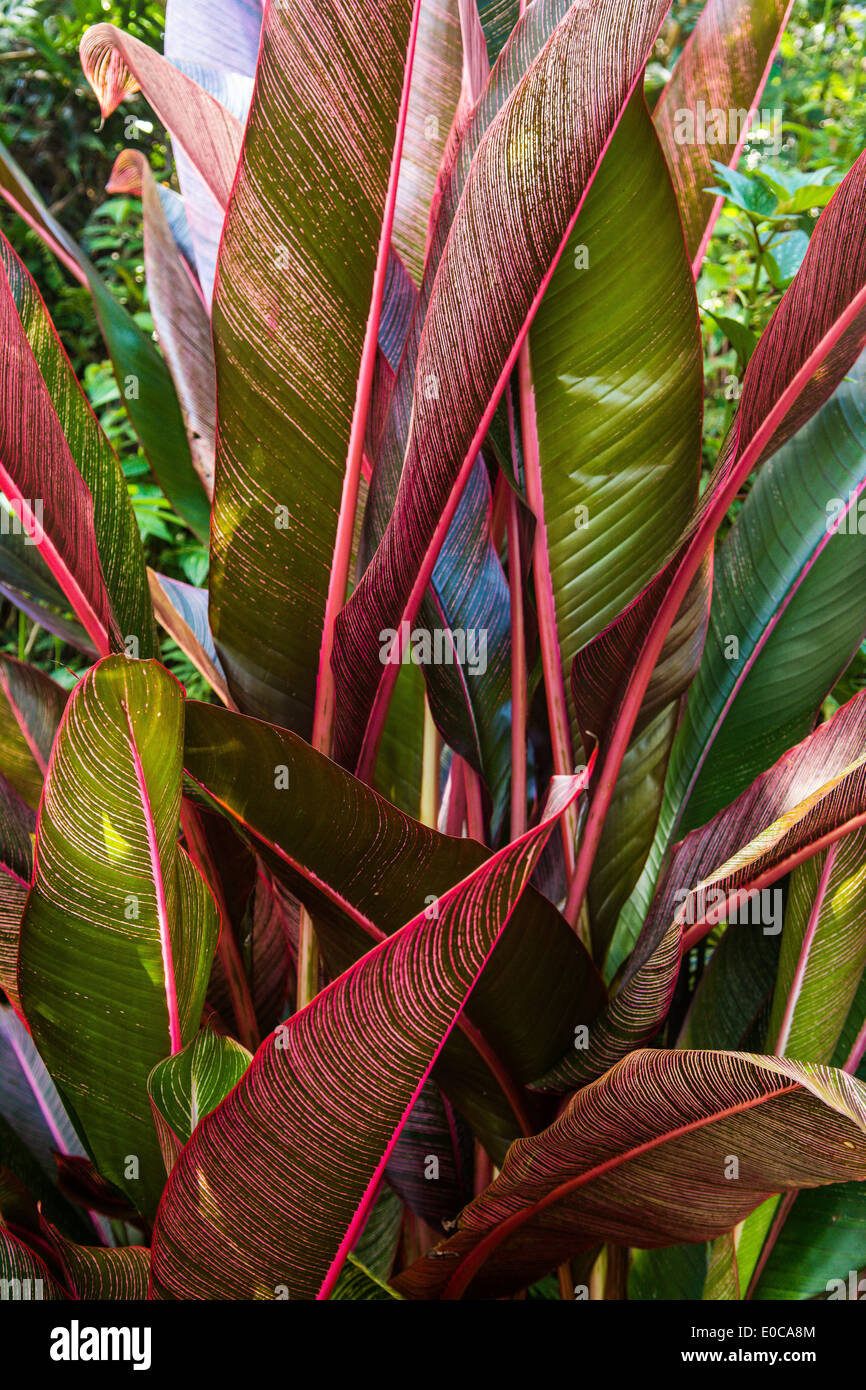 Hawaii leaf hi-res stock photography and images - Alamy