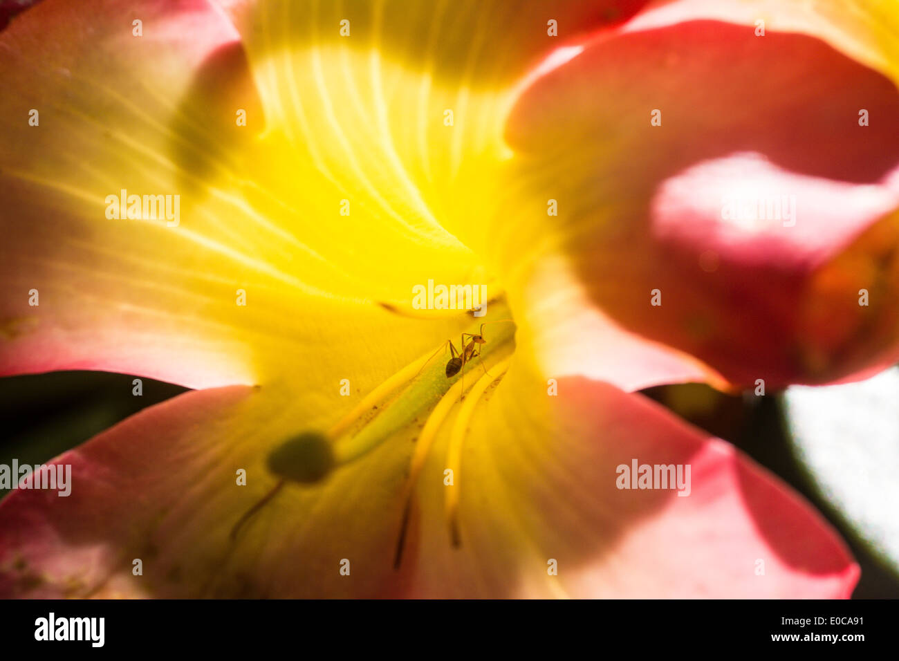 Insects flower hi-res stock photography and images - Alamy