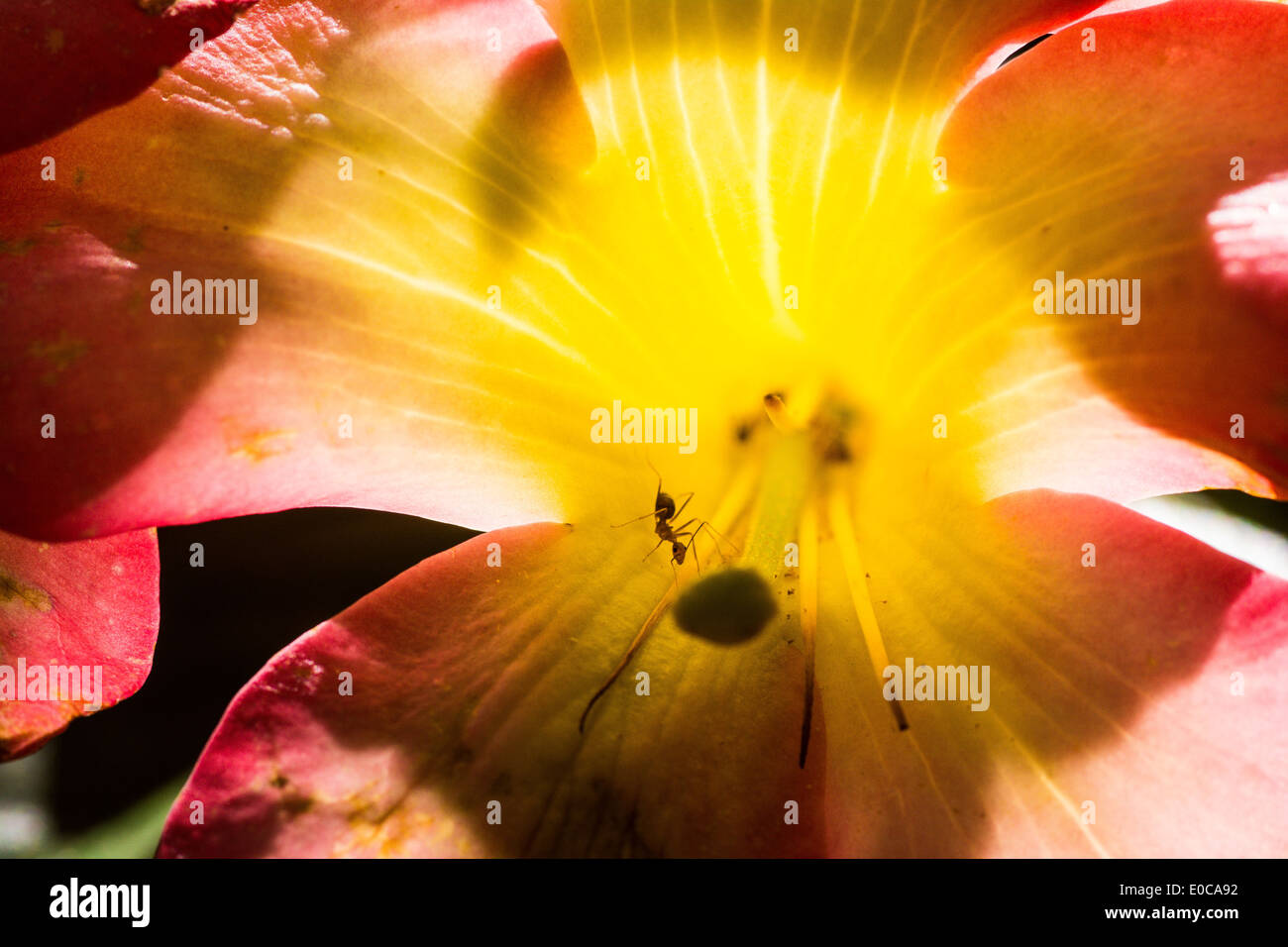 Inside a flower hi-res stock photography and images - Alamy