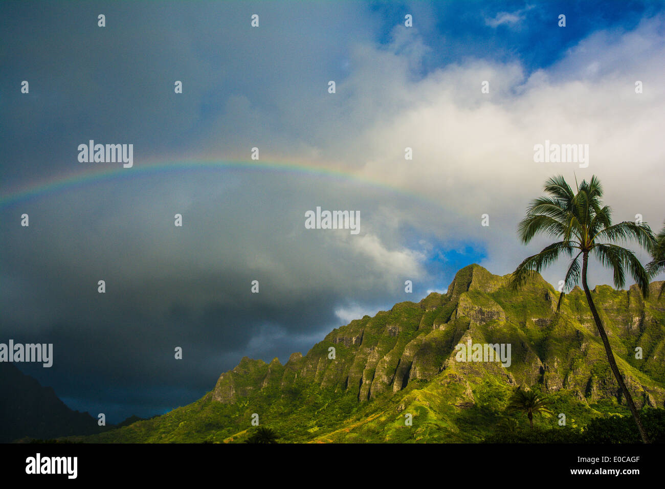 Hawaii rainbow tree hi-res stock photography and images - Alamy