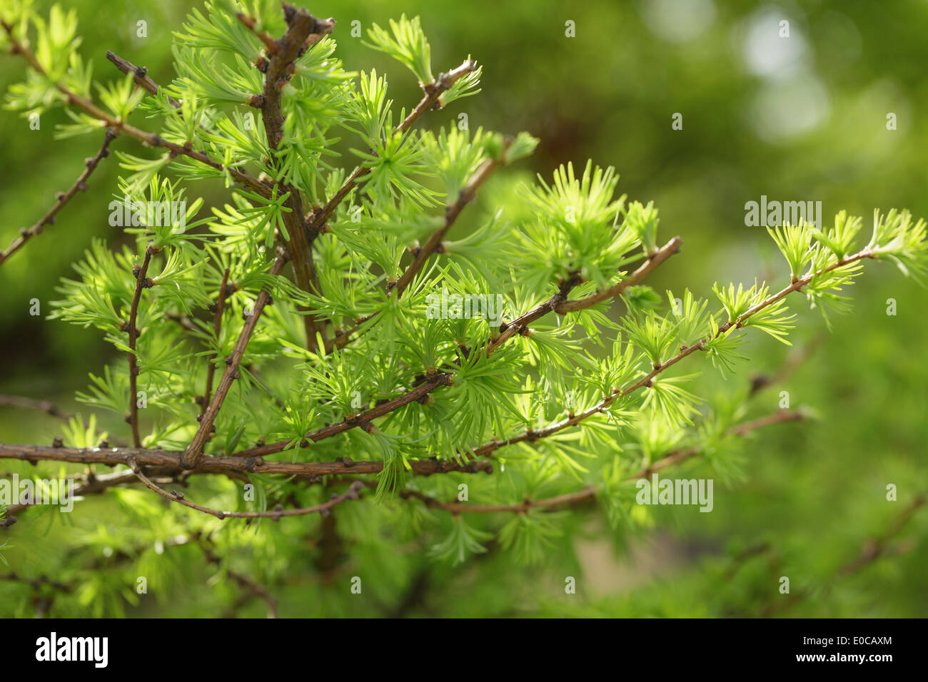Larch Tree Leaves