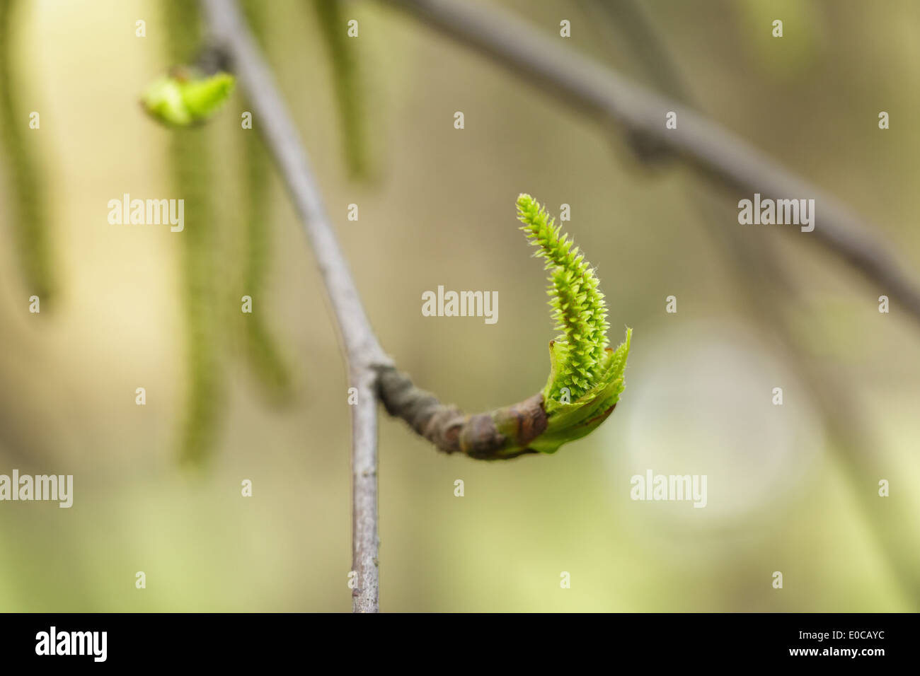 birch catkins buds on tree, close up photo Stock Photo - Alamy