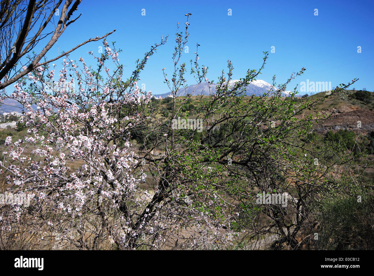 Almond tree in the Spanish countryside during the Springtime with snow ...
