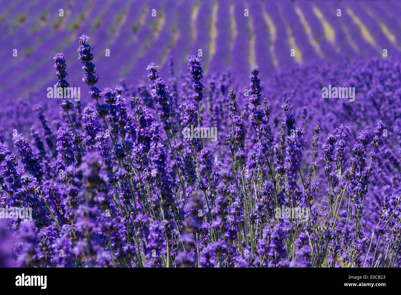 Lavender farm, furano, hokkaido hi-res stock photography and images - Alamy
