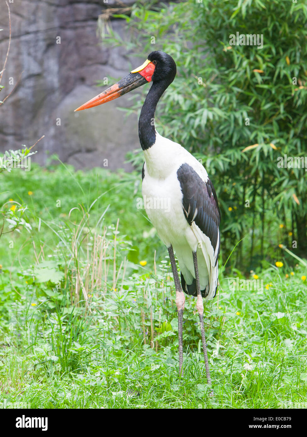 Stork egg hi-res stock photography and images - Alamy